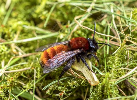 Tawny Mining Bee Female Stock Image C059 8067 Science Photo Library