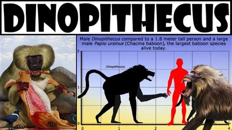 Dinopithecus Bemutatása Magyarul Youtube