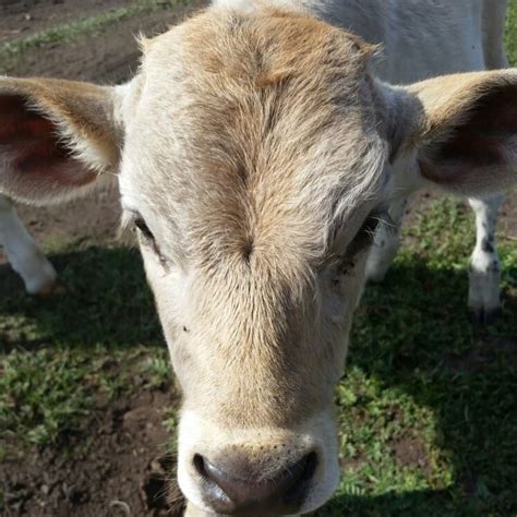 Монгол бахархал