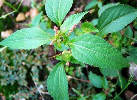 Tie Xian Cai Tcm Herbs Tcm Wiki