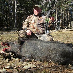 Wild Boar Hunts And Hog Hunting Trips In Pennsylvania Tioga Boar Hunting