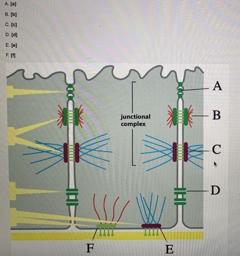 Hemidesmosome Junction