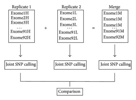 Schematic Of SNP Calling Strategies In This Study For 92 Subjects With Download High