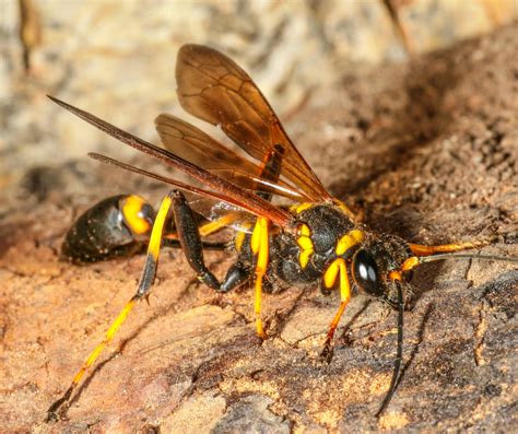 Do Mud Daubers Sting People