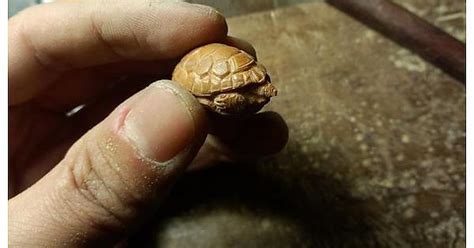 Hibernating Tortoise Nut Carving Work Imgur