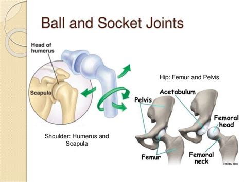 The Range Of Motion In Synovial Joints Pivot Ball And Socket