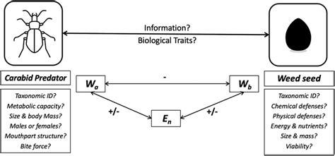 A Hypothetical Ecological Matrix Illustrating The Possible Ecological Download Scientific