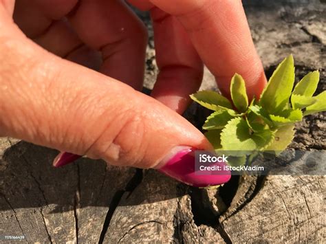 한 여성이 오래된 그루터기에서 길을 만드는 녹색 새싹을 만진다 젊은 잎이 보입니다 0명에 대한 스톡 사진 및 기타 이미지 0명 그루터기 식물 부위 나무 Istock