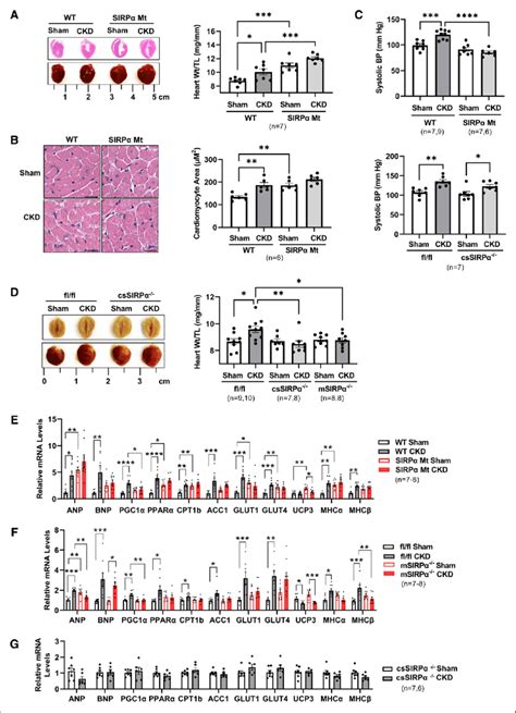 Suppressing Sirpα Signal Regulatory Protein Alpha Prevents Download Scientific Diagram