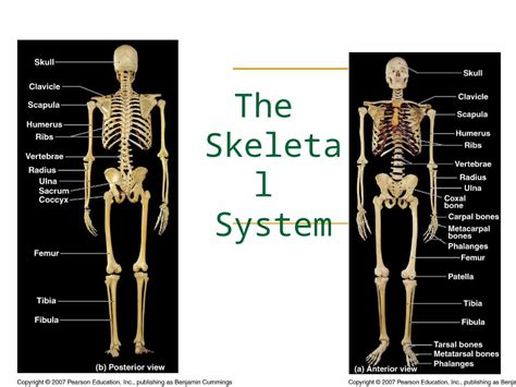 Ppt The Skeletal System Functions Support Structural Support