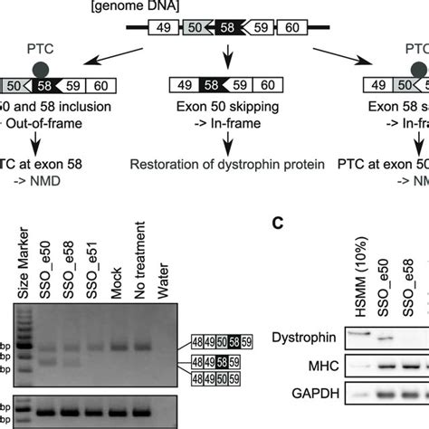 Evaluation Of Exon Skipping Efficiency With The Dmd Model Cell Line A Download Scientific