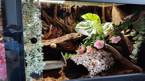 My Ghibli Enclosure For My Ballpython Rballpython