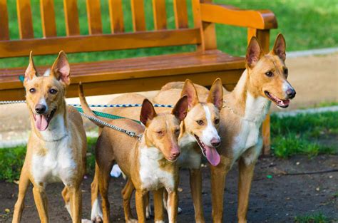 Alle 9 Podenco Arten Mit Bildern [2024] Pipih