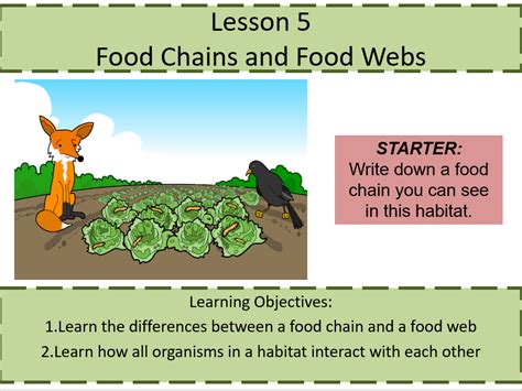 Ks3 Food Chains And Webs Teaching Resources