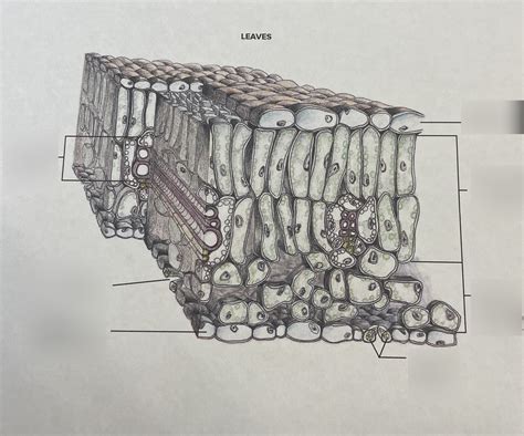 Leaf Xs Diagram Quizlet