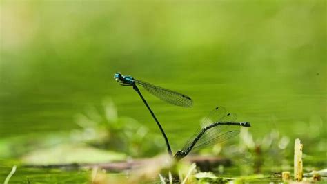 「claspers」の写真素材 733件の無料イラスト画像 Adobe Stock