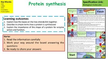 AP Biology Protein Synthesis Lesson Activities TPT