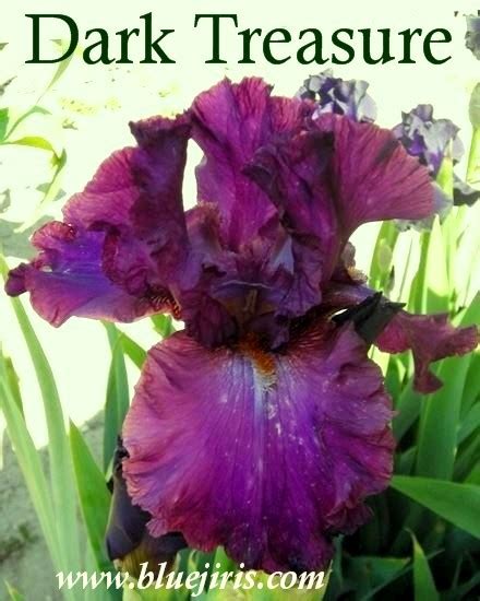 Dark Treasure Historic Iris Preservation Society