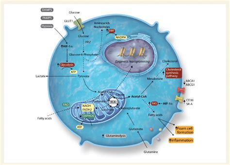 Overview Of Metabolic Pathways In Atherosclerosis And Trained Immunity