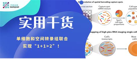 实用干货 单细胞与空间转录组联合，实现“1 1 2”！ 知乎