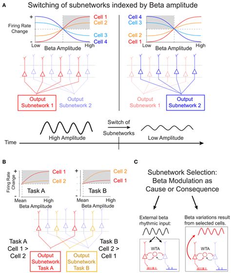 Proposed Scheme Of Subnetwork Participation Of Deep Layer Cells By Download Scientific Diagram
