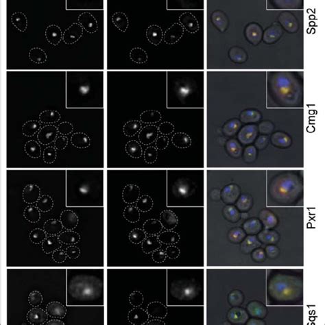 Overexpression Of G Patch Proteins Leads To Cellular Relocalisation Of