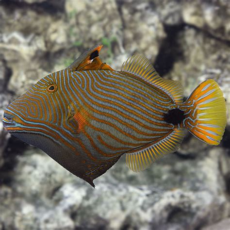 Undulate Triggerfish Balistapus Undulatus