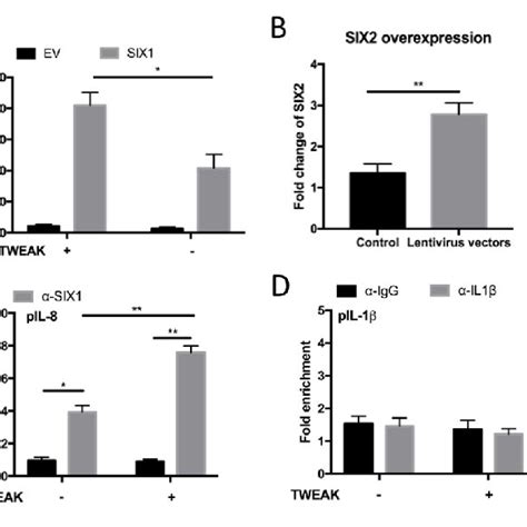Six1 May Bind To The Promoter Regions Of Il 1b And Ccl8 To Inhibit The