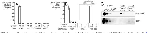Figure From The Genomic Binding Sites Of A Noncoding RNA Semantic Scholar