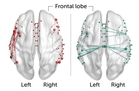 Your Brain Wires Itself To Match Your Native Language