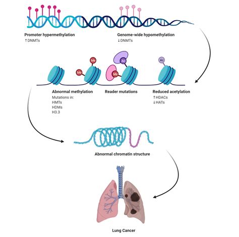 Histone Modification Cut And Run Schematic Distinct Histone
