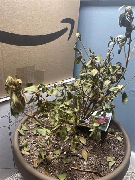 Is This Azalea Dead Rgardening