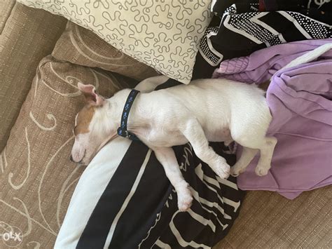 Pas Jack Russell Psi I Štenad Olx Ba