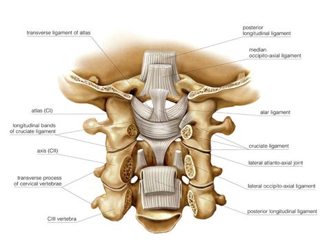Head And Neck Joints 3 Photograph By Science Photo Library Pixels