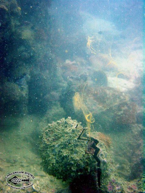 Cocks Comb Oyster Lopha Cristagalli Chaloklum Diving Koh Phangan