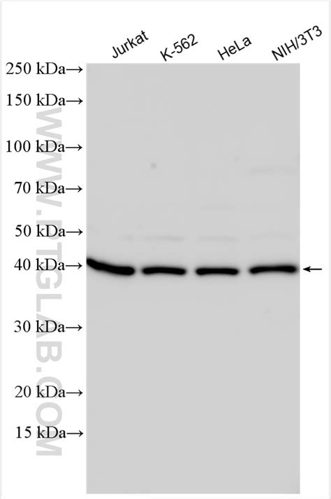 P38 Mapk Antibody 14064 1 Ap Proteintech