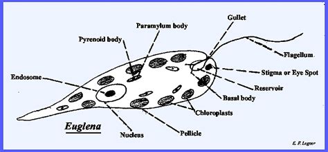 Trichonympha Labeled
