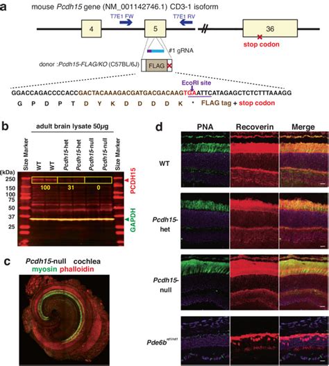 Mice With Deficiency In Pcdh15 A Gene Associated With Bipolar