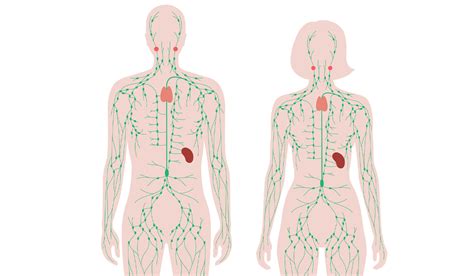 Lymphatic System What Is Functions And Diseases