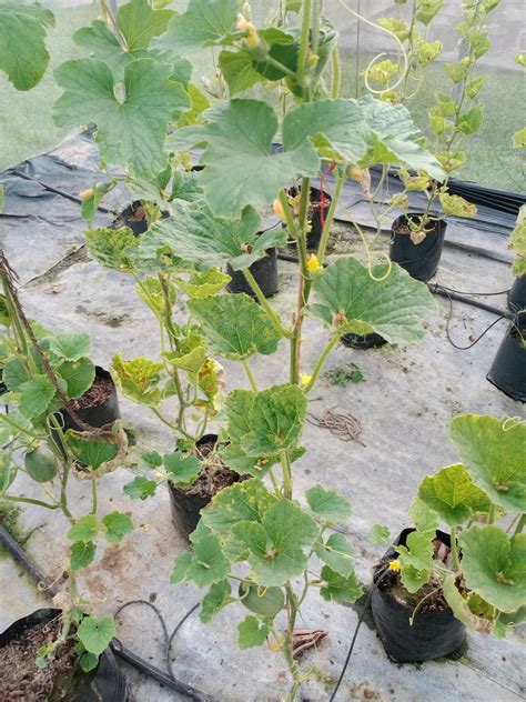 melon object detection model by ai