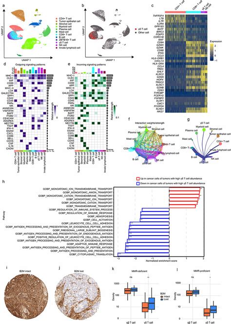 Single Cell Rna Sequencing Analysis Of γδ T Cell Features A B Umap Download Scientific