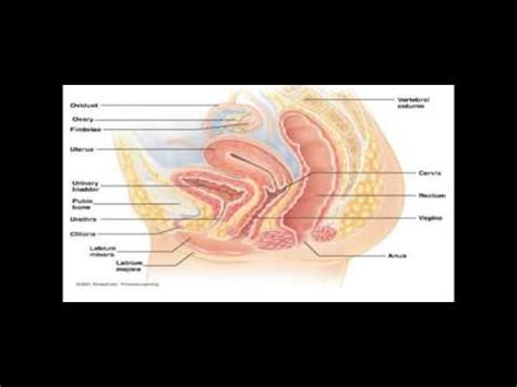Gender Reassignment 2 Subliminal Hypnosis MtF Trans Women MatrixPlay99 YouTube