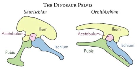 Biology Of The Reptilia Lab 4 Dinosauria Cait Falasco And Chris Koch