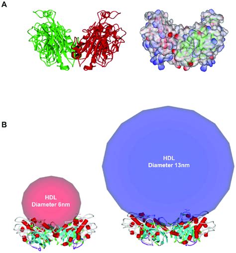 El Dimer Interaction With Hdl Particles El Dimer And Its Solvent