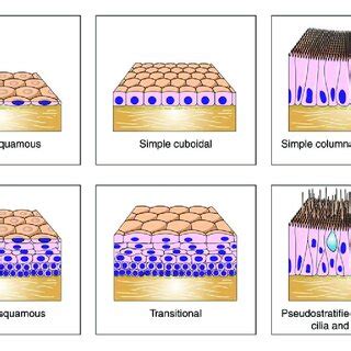 Different Types Of Epithelial Cells Source D Onofrio Download Scientific Diagram