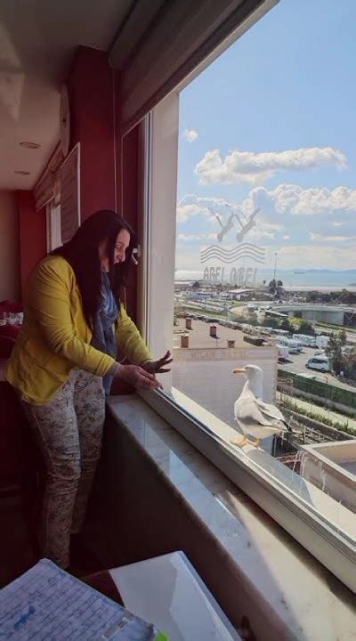 სტამბულის დაუვიწყარი დღეები და ზღვის ხედზე თოლიებთან ერთად დილის არაჩვეულებრივი საუზმე Youtube