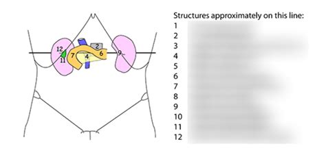 Diagram Of Transpyloric Plane Quizlet
