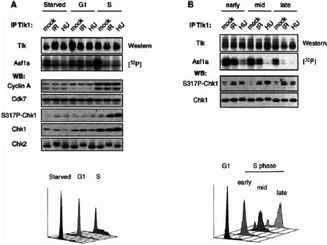 S Phase Induced Tlk Hyperactivation Is Inhibited By IR A Tlk Download Scientific Diagram