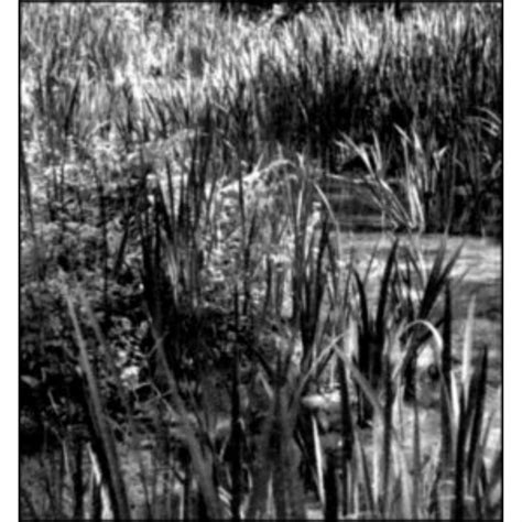 Vaj Powder 1 Kg At ₹ 250 Kg In Gariadhar Id 2855461612248