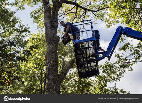 Man Cutting Tree Stock Photo By Zenmaster8 141356530